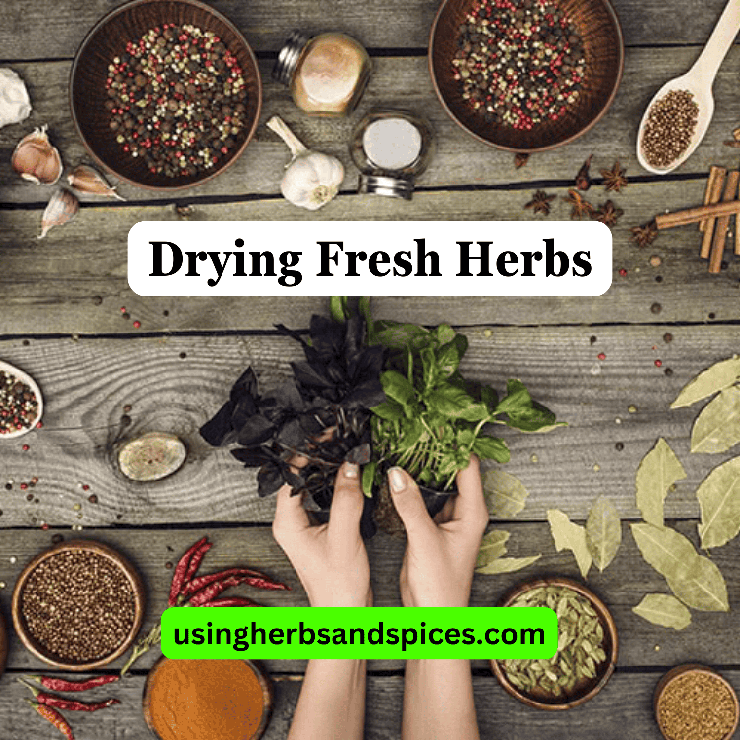 Drying Fresh Herbs - Using Herbs & Spices