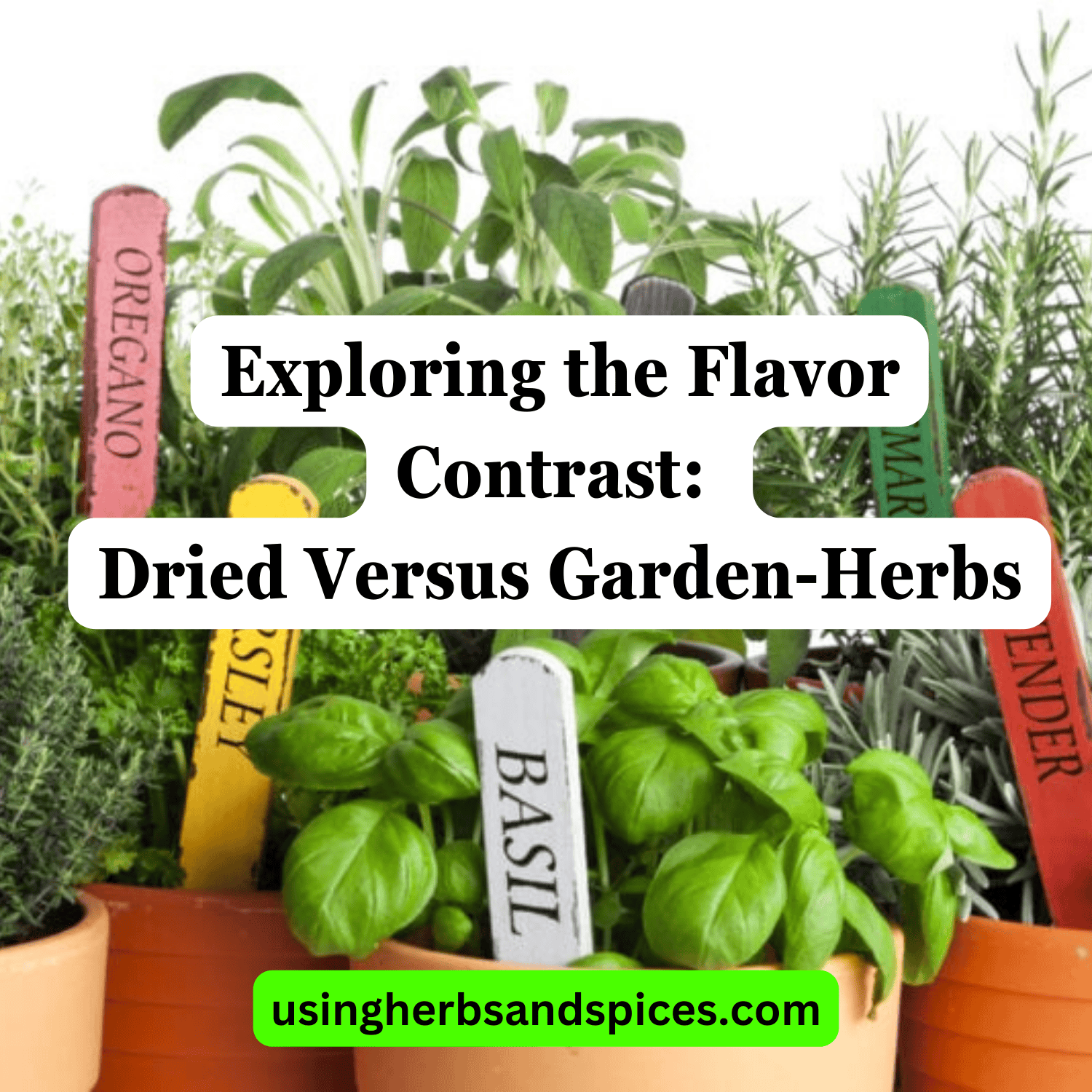 Exploring the Flavor Contrast: Dried Versus Garden-Herbs - Using Herbs ...