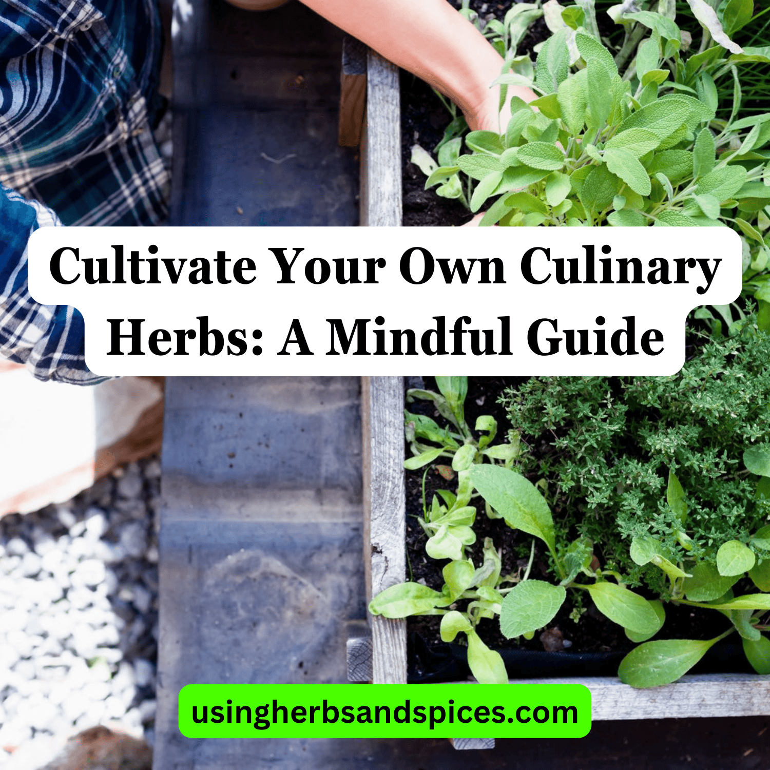 Cultivate Your Own Culinary Herbs: A Mindful Guide - Using Herbs & Spices