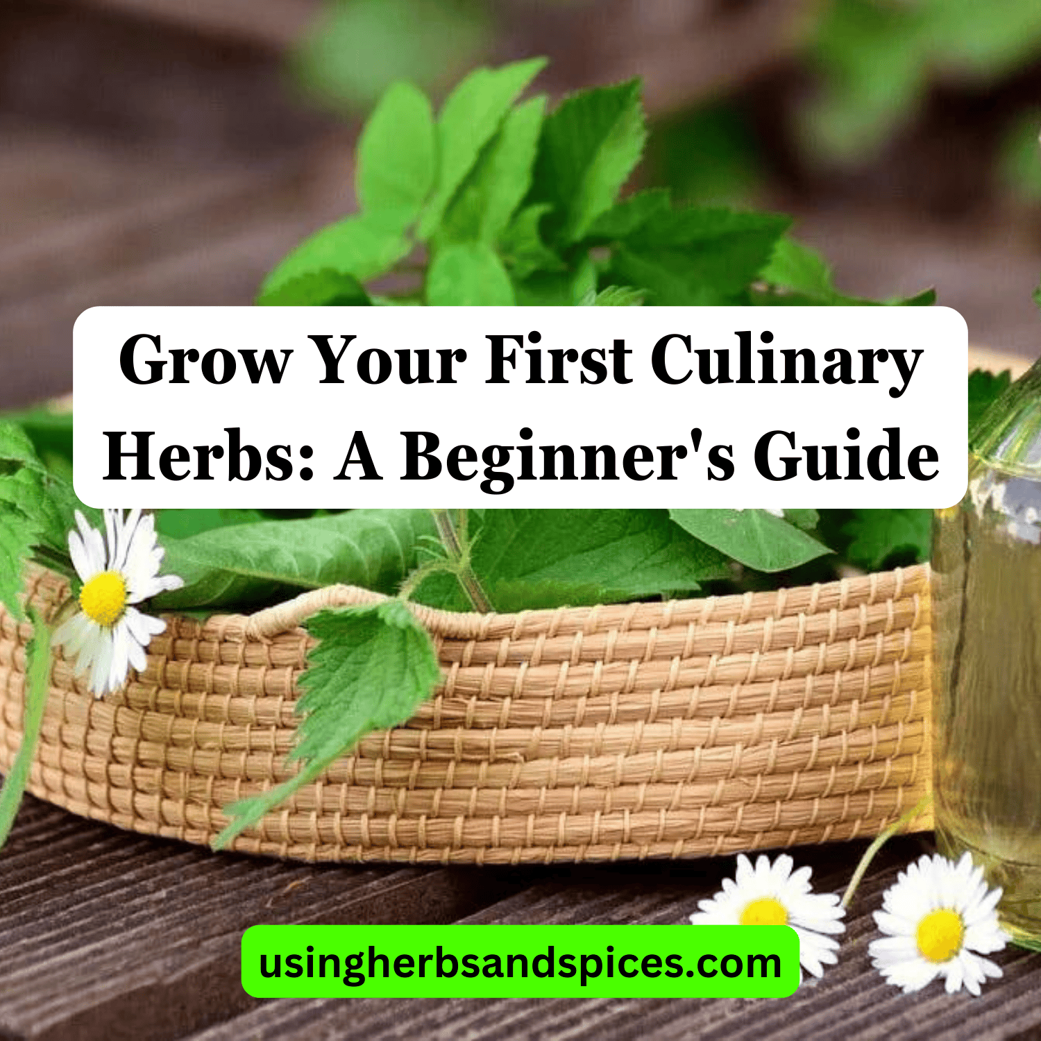 Grow Your First Culinary Herbs: A Beginner's Guide - Using Herbs & Spices