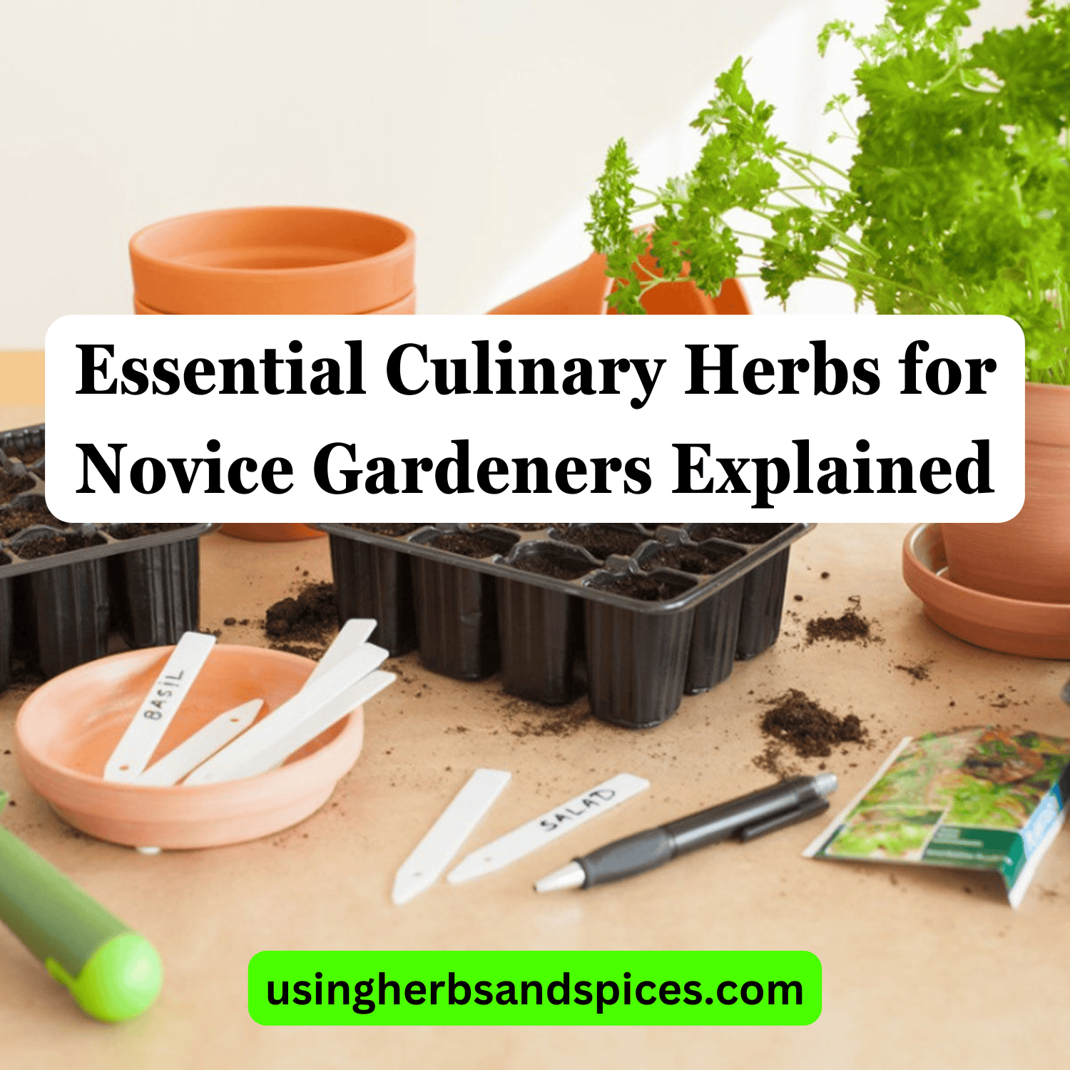 Essential Culinary Herbs for Novice Gardeners Explained - Using Herbs ...