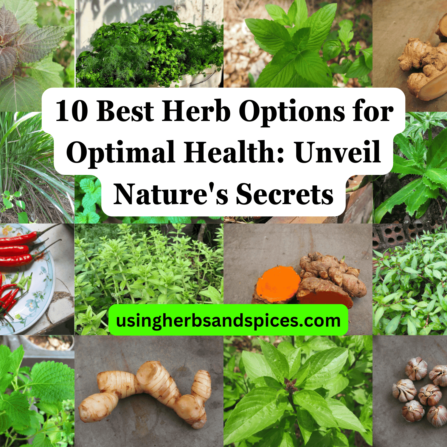 10 Best Herb Options for Optimal Health: Unveil Nature's Secrets ...