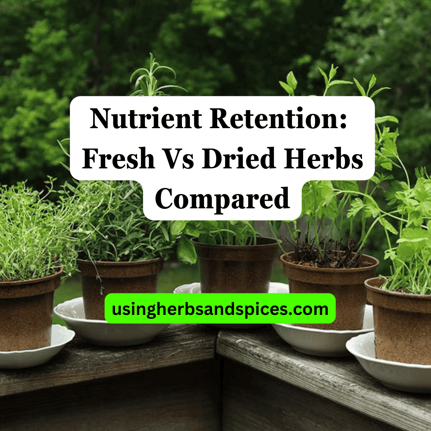 Nutrient Retention: Fresh Vs Dried Herbs Compared - Using Herbs & Spices