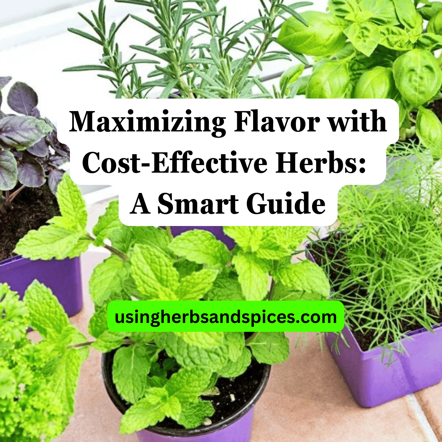 Maximizing Flavor with Cost-Effective Herbs: A Smart Guide - Using ...