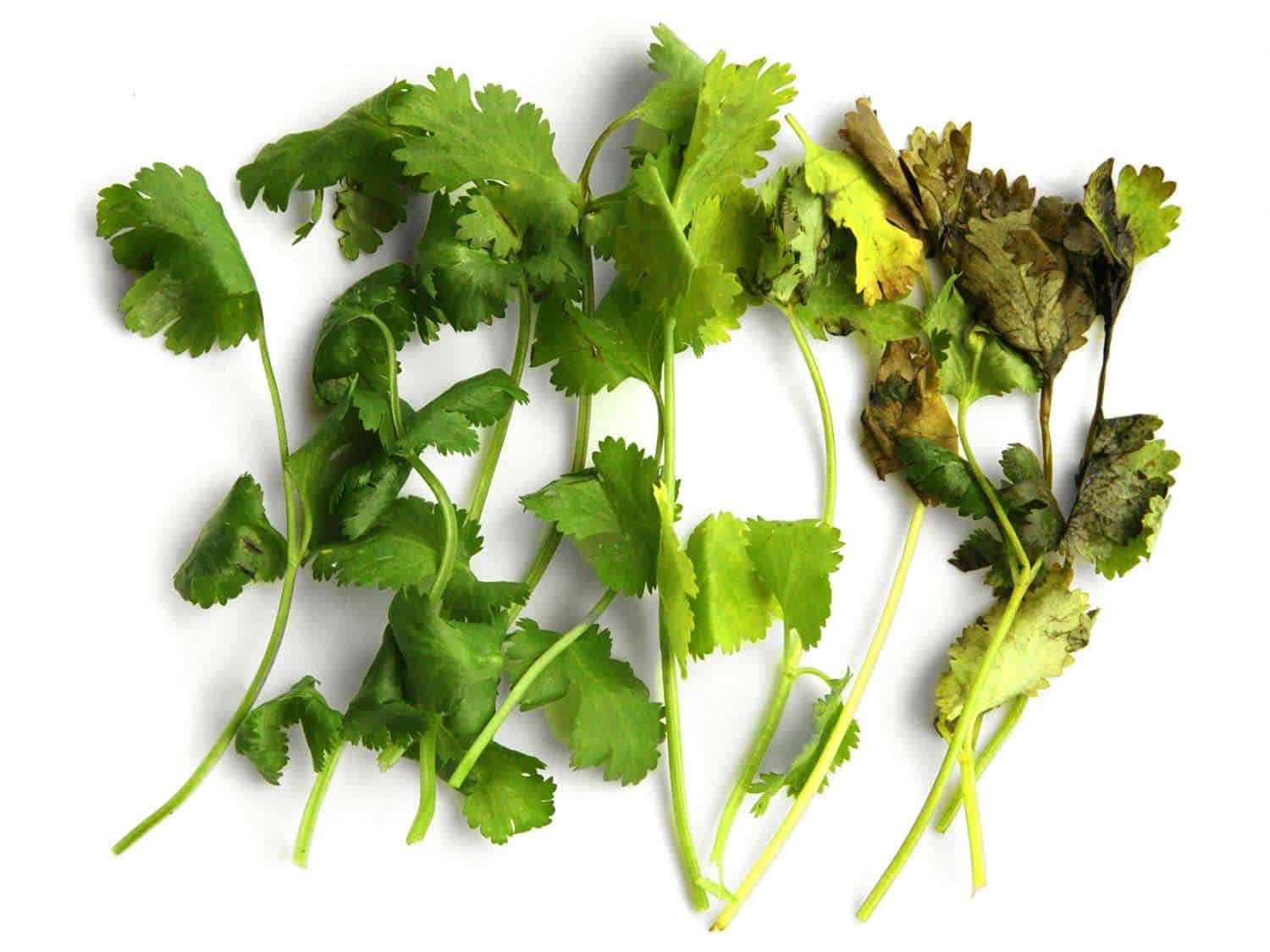 Herb Longevity: 10 Essential Tips for Maximizing Flavor and Shelf Life ...