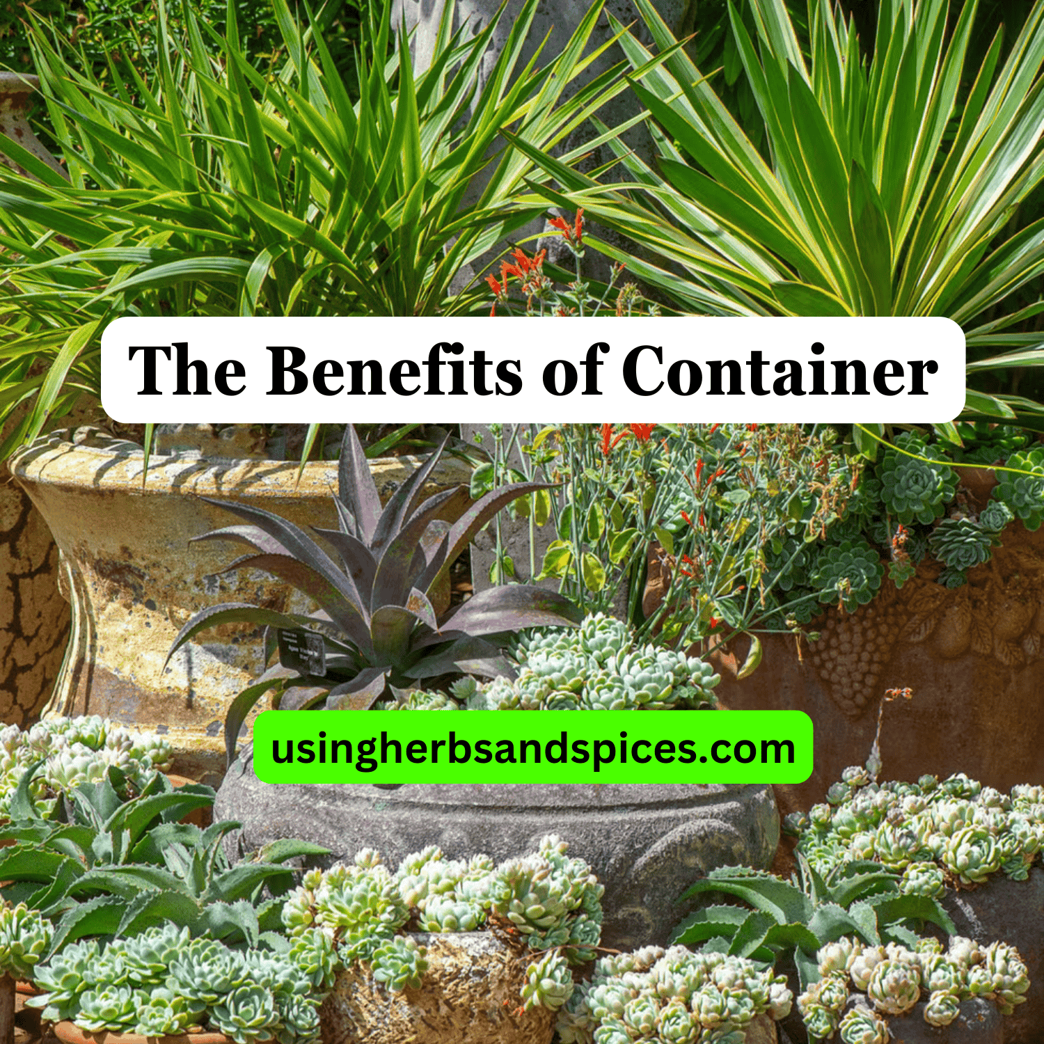 The Benefits of Container - Using Herbs & Spices
